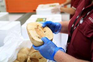 Samoan breadfruit making waves in Australia | Australian Government ...